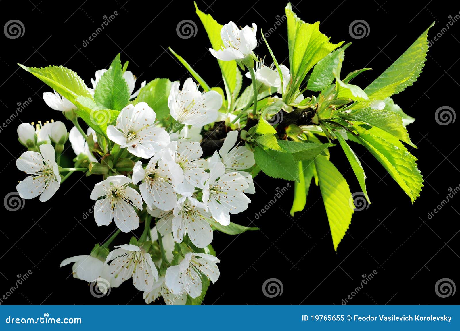 Fruit-tree inflorescence. stock image. Image of plant - 19765655