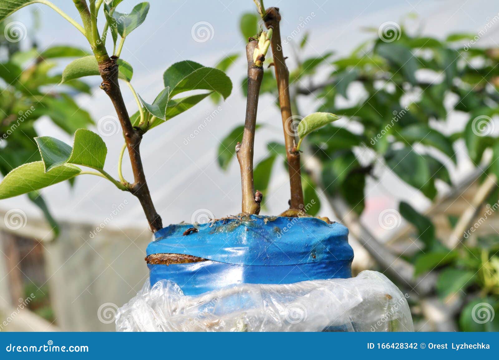 Fruit tree inoculated stock photo. Image of cultivar - 166428342