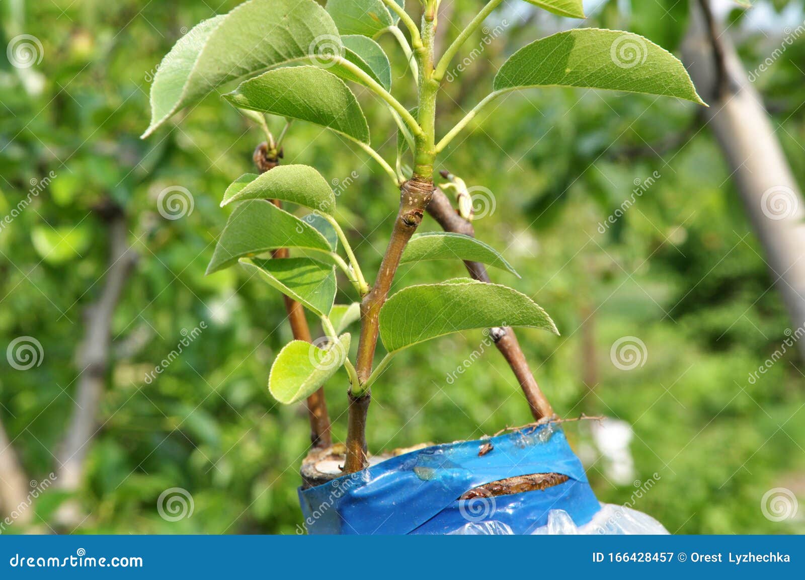 Fruit tree inoculated stock image. Image of branch, cultivar - 166428457