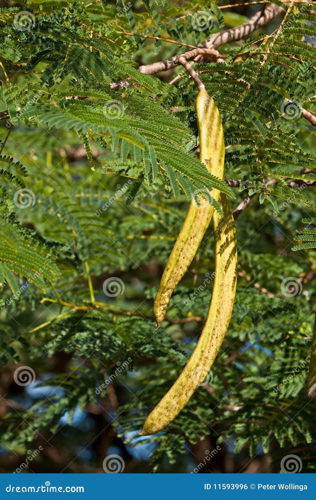 Fruit of a Tree in the Jungle Stock Photo - Image of palm, tropical ...