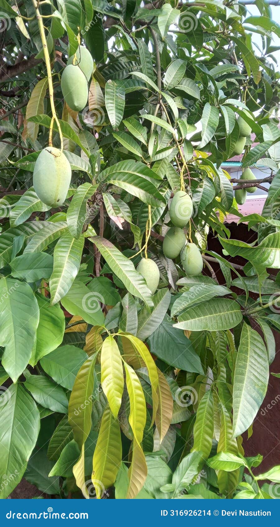 Fruit tree stock photo. Image of garden, blossom, autumn - 316926214
