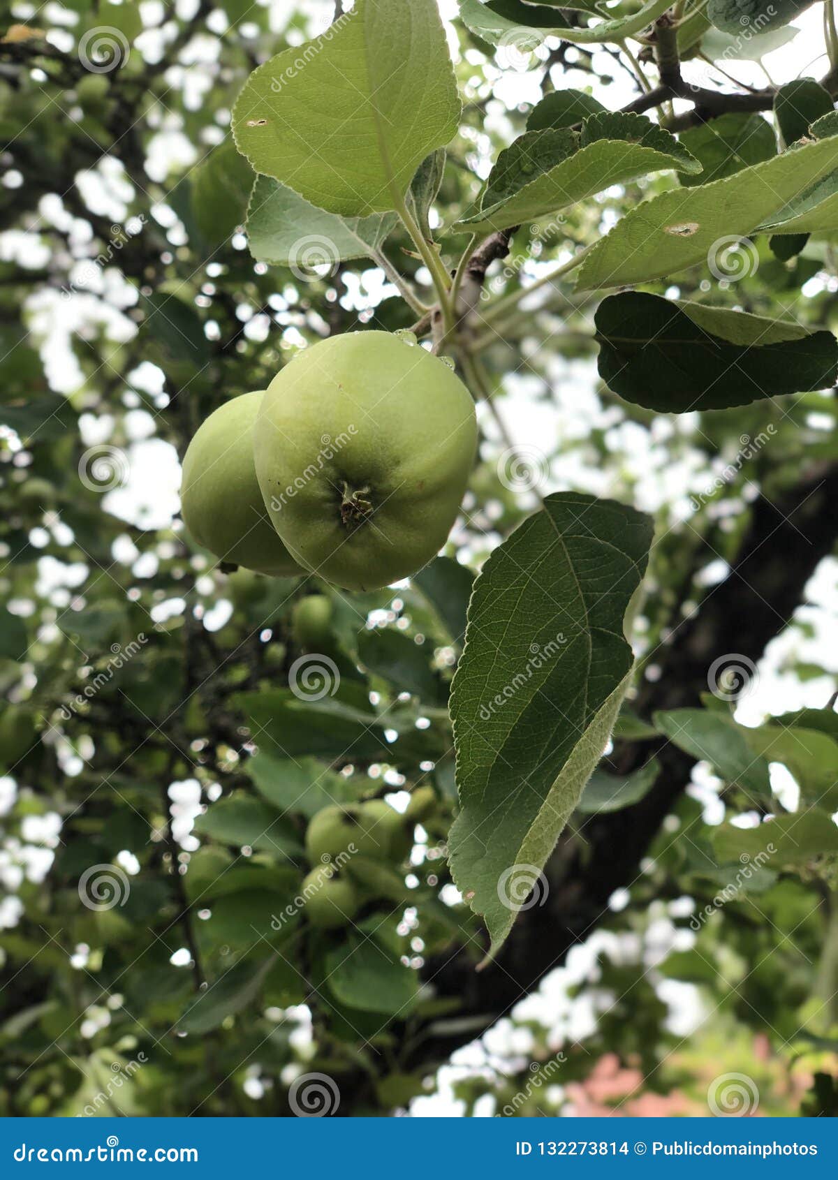 Fruit Tree, Leaf, Branch, Fruit Picture. Image: 132273814