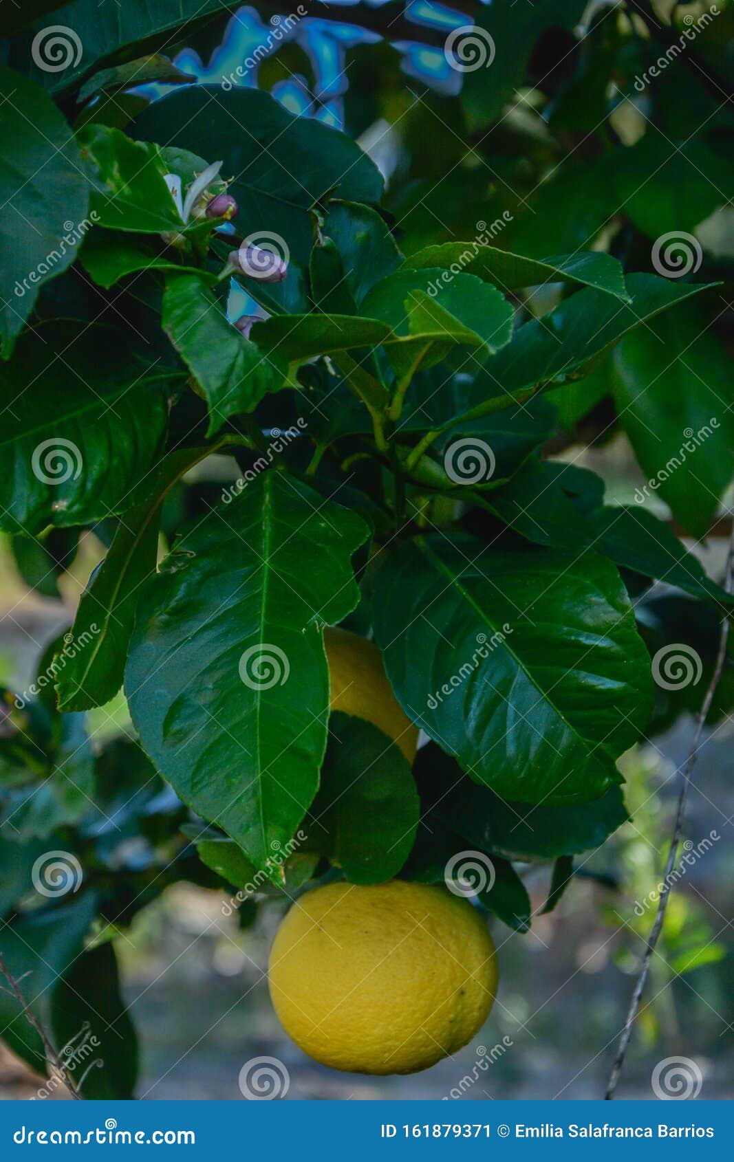 Fruit Tree, Lemon Tree in Bloom and with Its Fruit the Lemon Stock ...