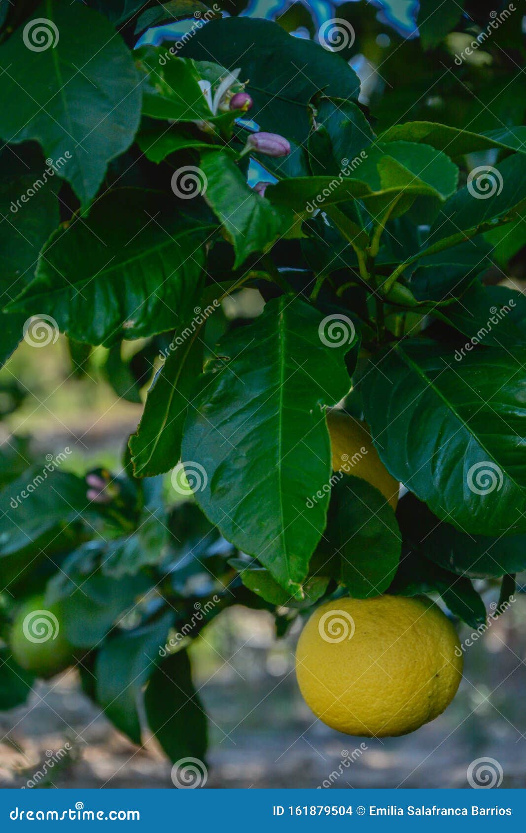 Fruit Tree, Lemon Tree in Bloom and with Its Fruit the Lemon Stock ...