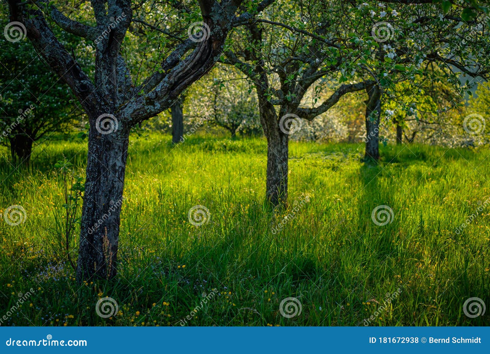 Fruit Tree with Lichen and Flowers in Spring Stock Photo - Image of ...