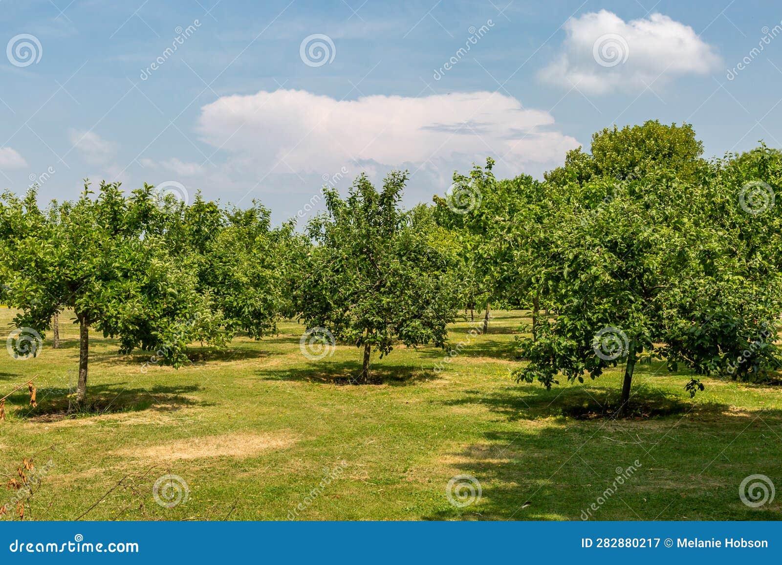 A Field of Fruit Trees on a Sunny June Day Stock Image - Image of ...