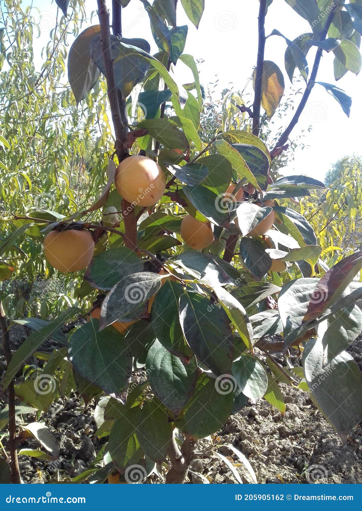 Fruit Tree Persimmon in Autumn Stock Photo - Image of leaf, evergreen ...