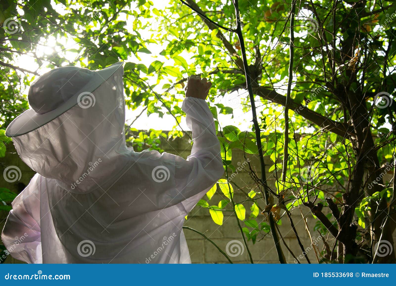 Fruit Tree Pest Control Person Stock Photo - Image of ants ...
