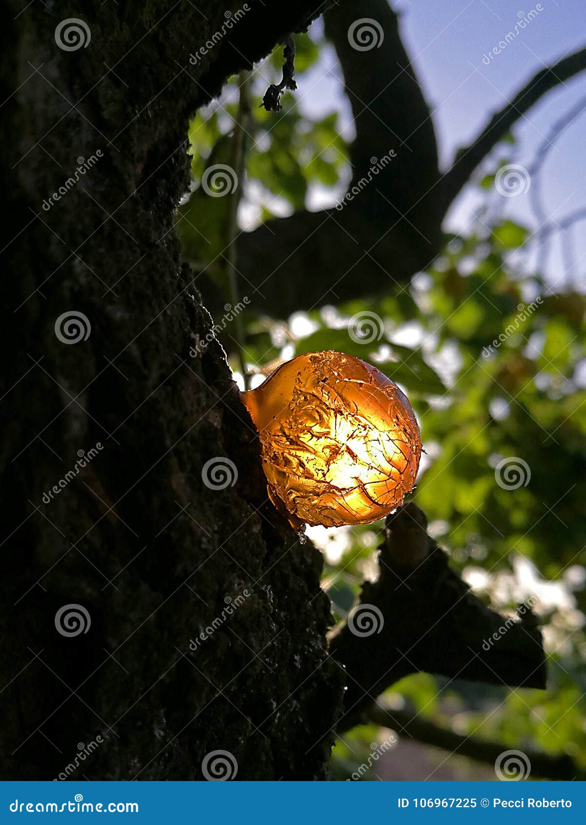 Fruit Tree, Plum, Resin Ball of Tree Illuminated by the Sun Stock Image ...