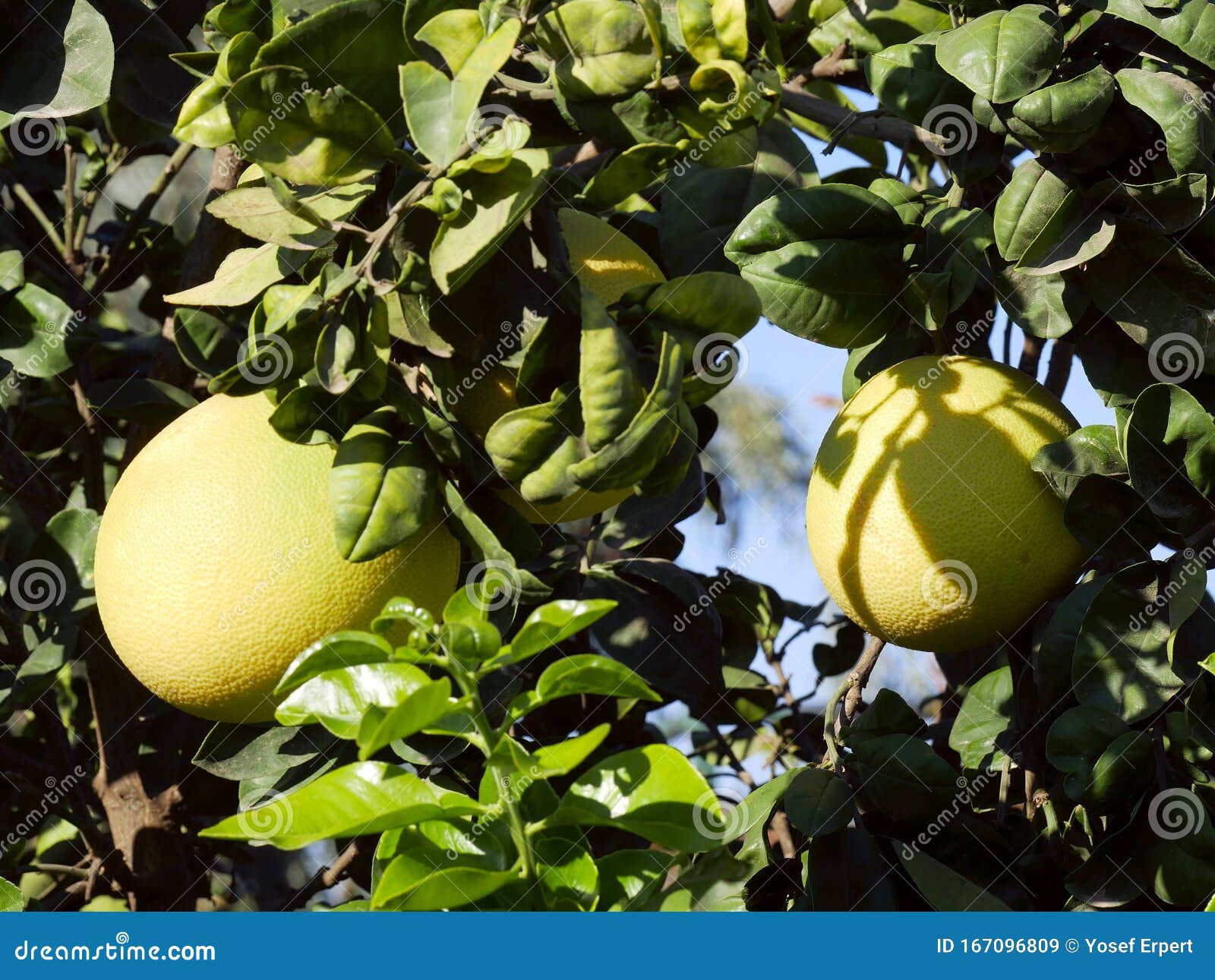 Fruit tree pomelo stock image. Image of fruit, agriculture - 167096809