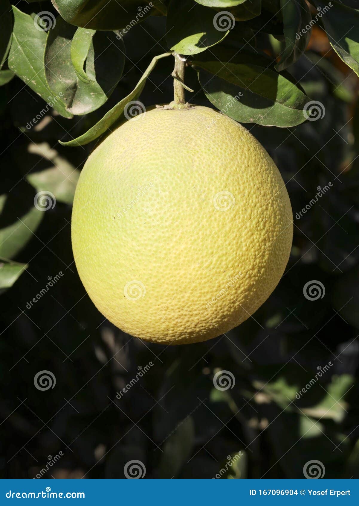 Fruit tree pomelo stock photo. Image of exotic, pomelo - 167096904
