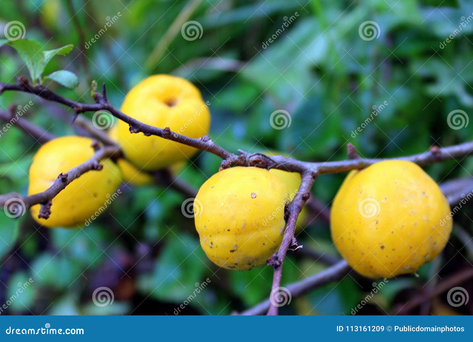 Fruit, Fruit Tree, Produce, Branch Picture. Image: 113161209