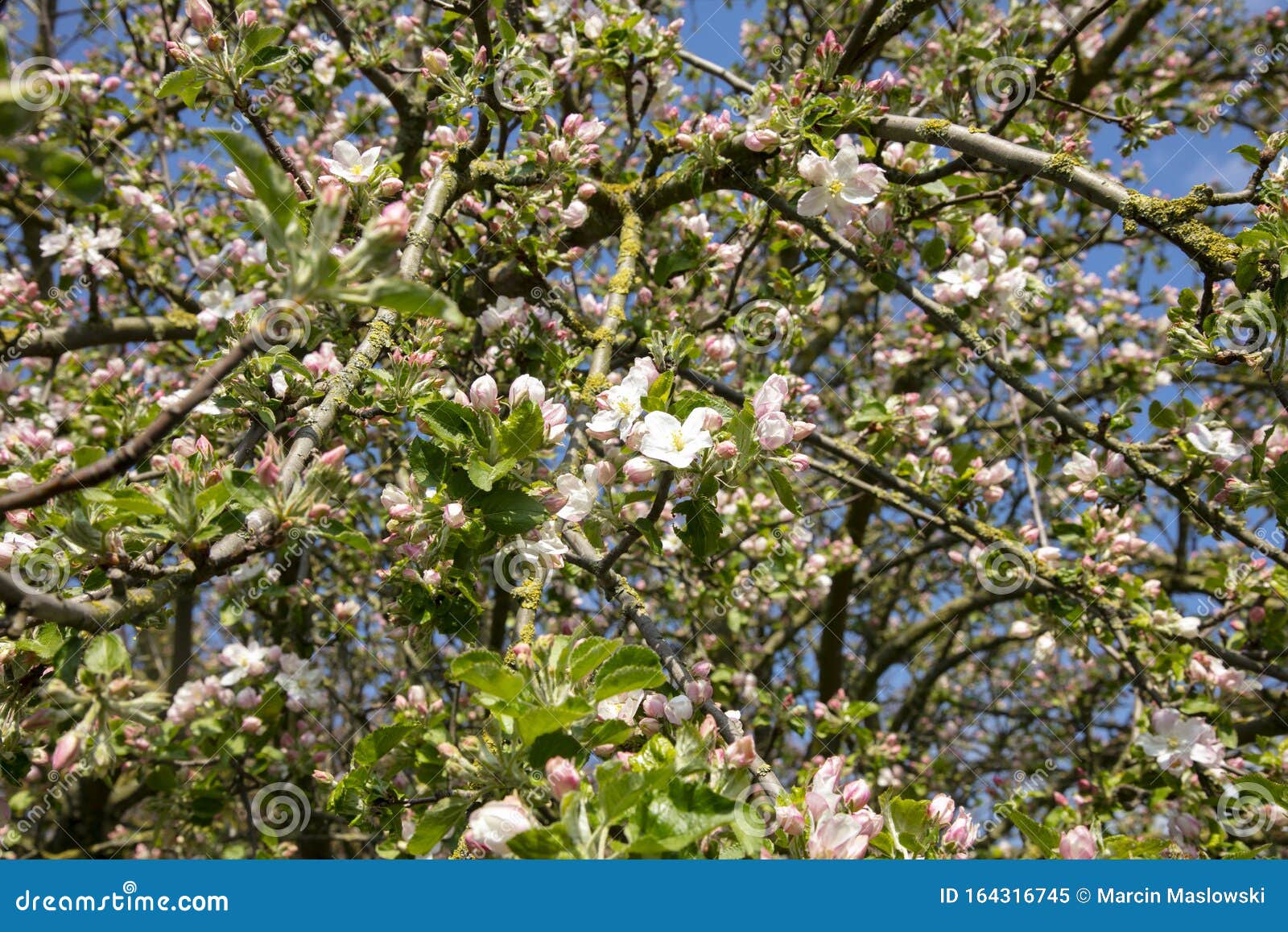 The Fruit Tree Produces Beautiful Flower Buds Stock Image - Image of ...