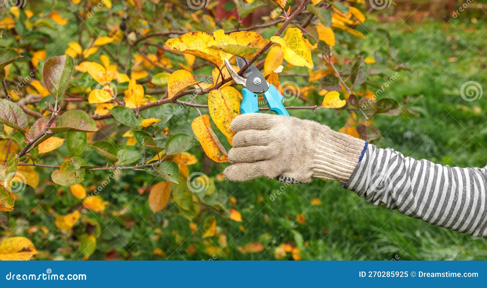 Fruit Tree Pruning. Garden Scissors. Autumn Pruning for Sanitary ...