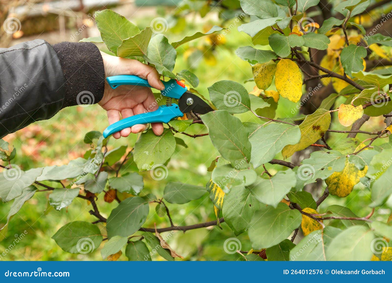 Fruit Tree Pruning. Garden Scissors. Fruit Tree Pruning for Health ...