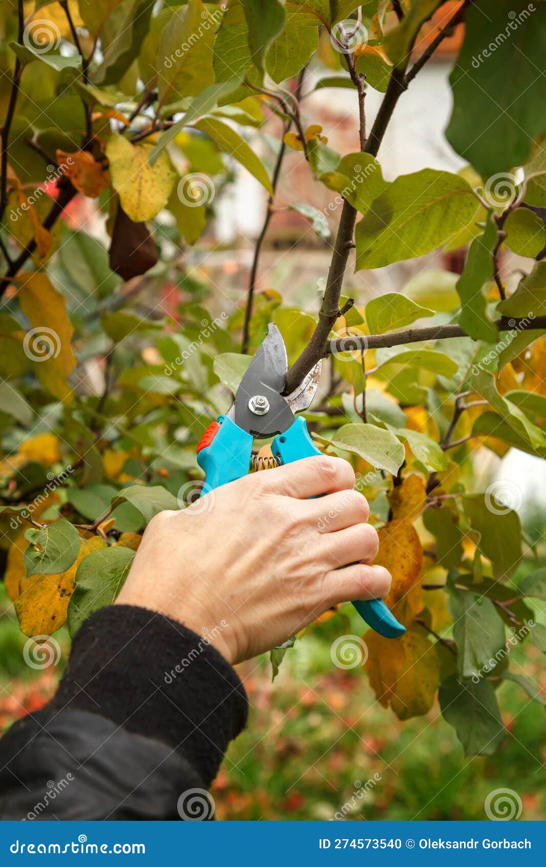 Fruit Tree Pruning. Garden Scissors. Fruit Tree Branches Pruned ...