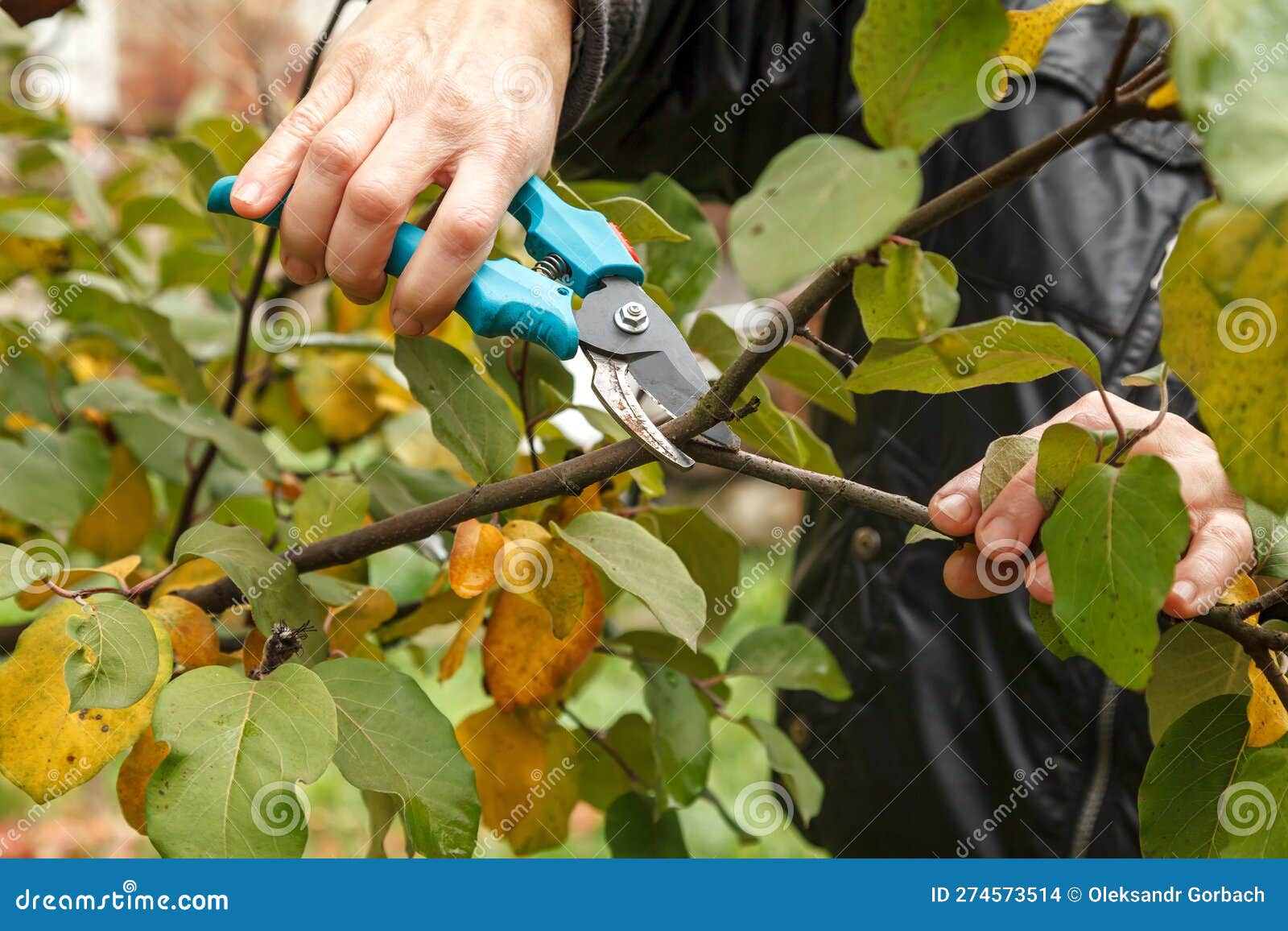 Fruit Tree Pruning. Garden Scissors. Pruning Fruit Trees Sanitary Stock ...
