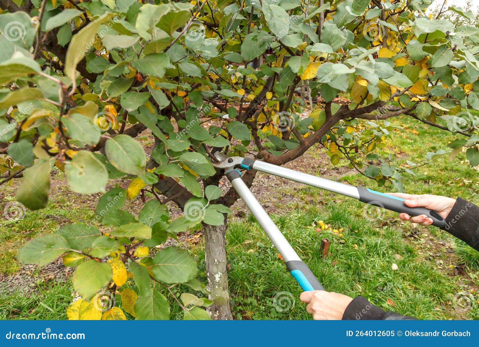 Fruit Tree Pruning. Garden Scissors. Pruning Fruit Trees for Sanitation ...
