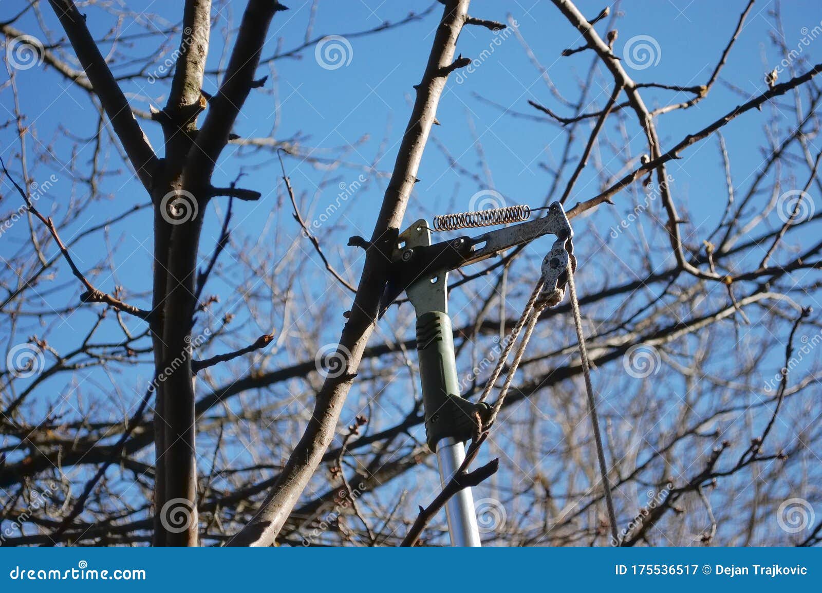 Fruit Tree Pruning in Spring Stock Image - Image of orchard, plant ...