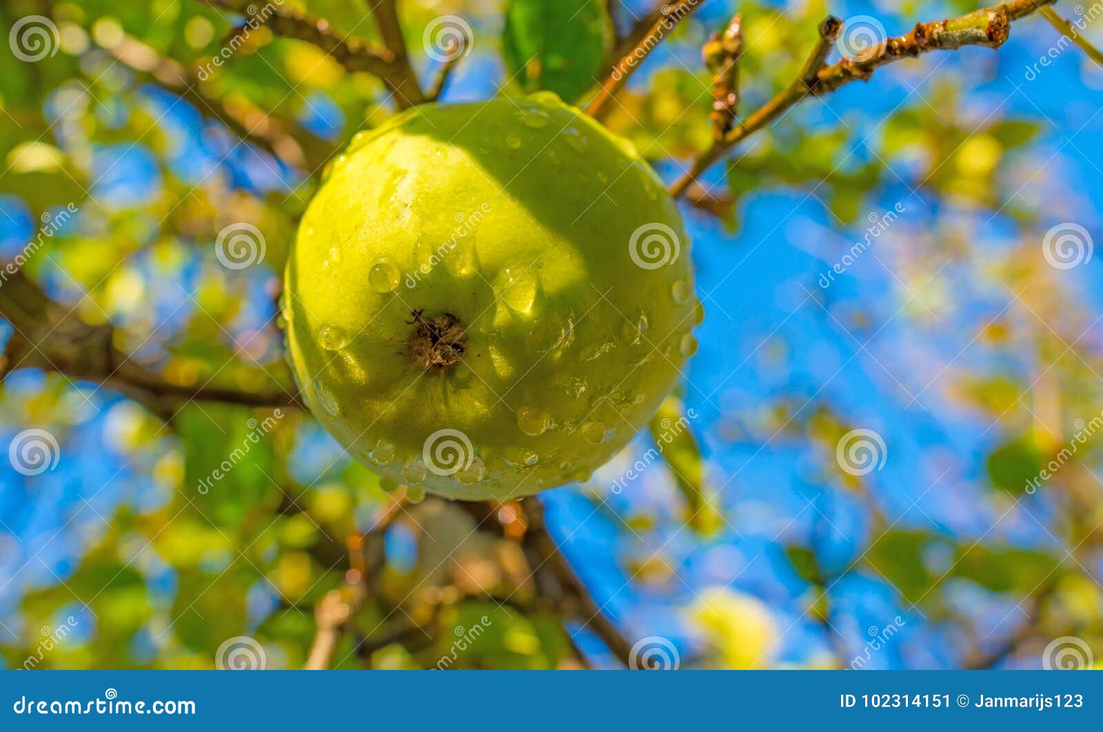 Fruit Tree after Rain in Garden in Sunlight Stock Image - Image of ...