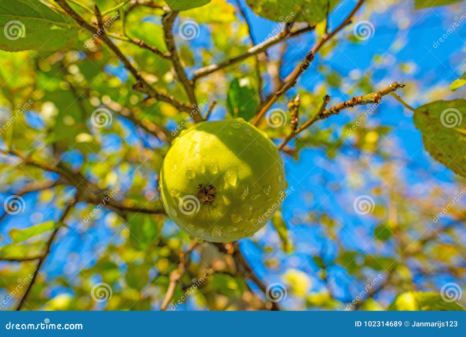 Fruit Tree after Rain in Garden in Sunlight Stock Image - Image of ...