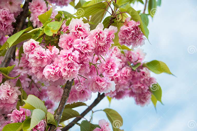Fruit Tree in Spring Bloom with Beautiful Pink Flowers Stock Photo ...
