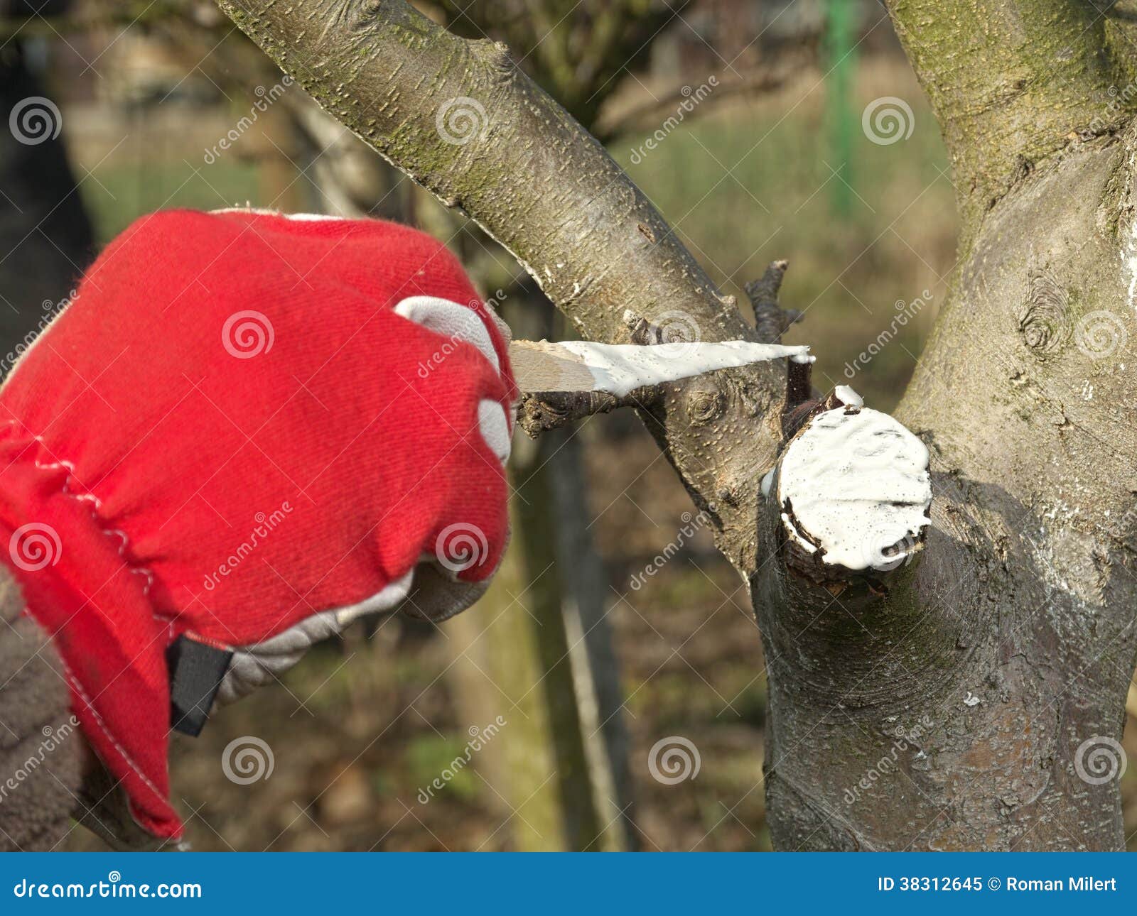 Fruit Tree Spring Protection Stock Image - Image of protection, chores ...