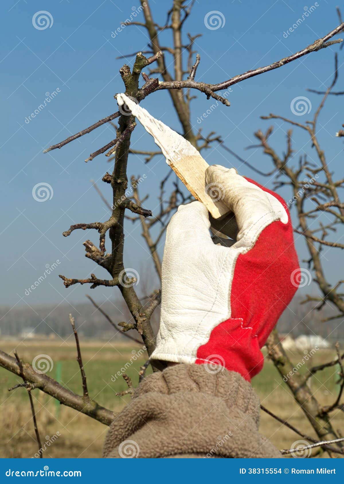 Fruit Tree Spring Protection Stock Photo - Image of branches, botanical ...