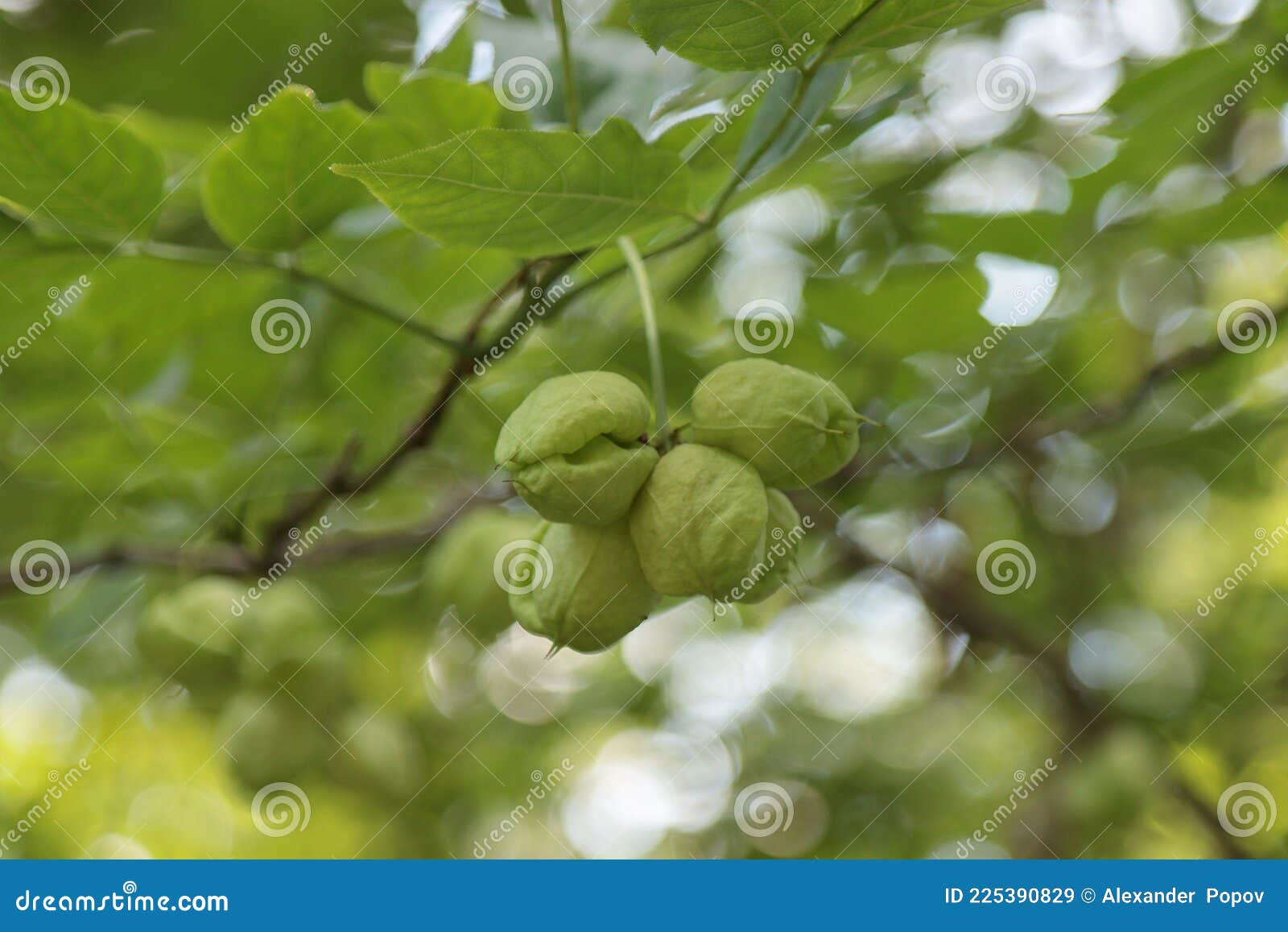 Fruit Tree Staphylea Pinnata Stock Image - Image of herb, foliage ...