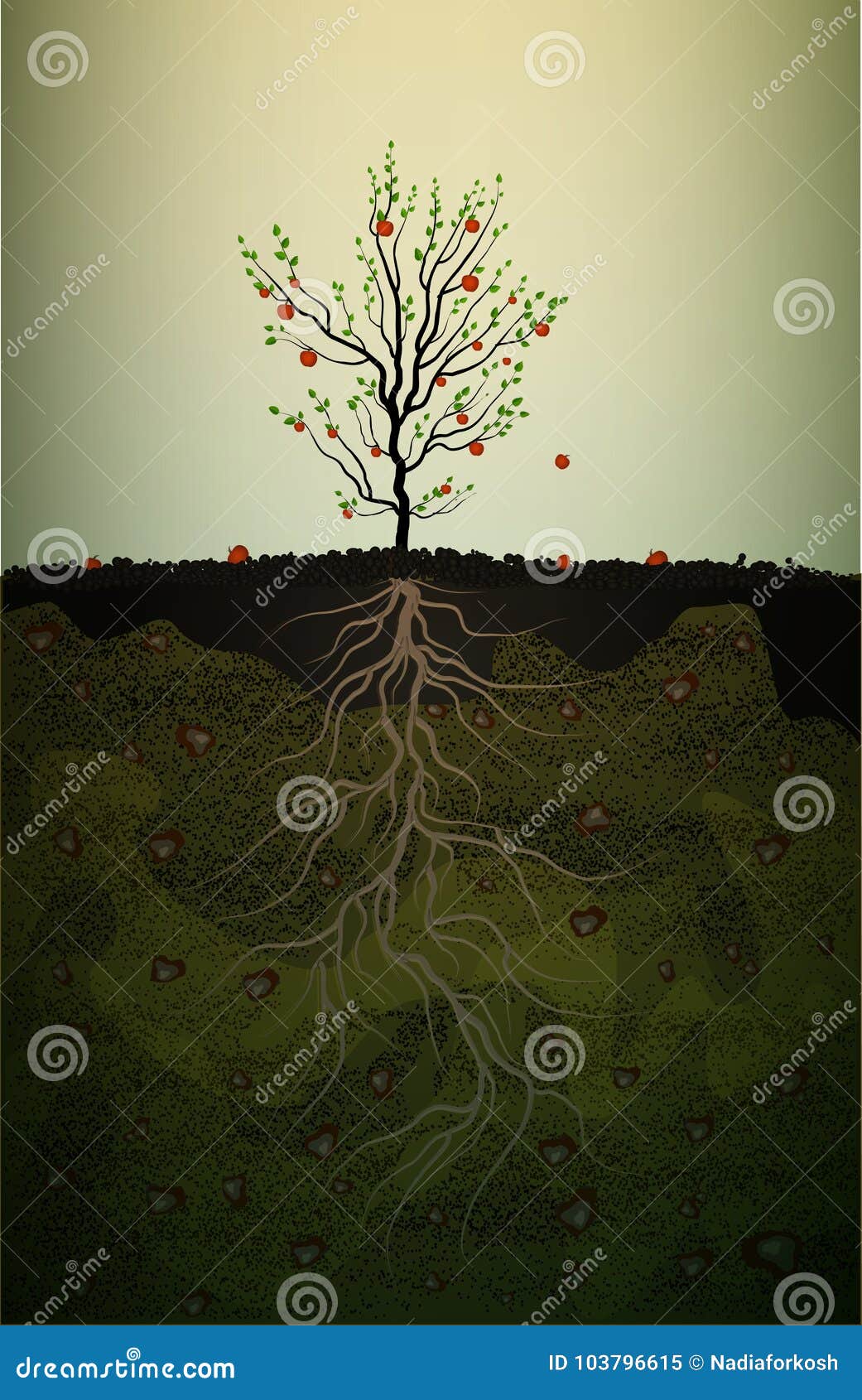 Fruit Tree With Strong Root In Soil,red Apple Tree With Long Root ...