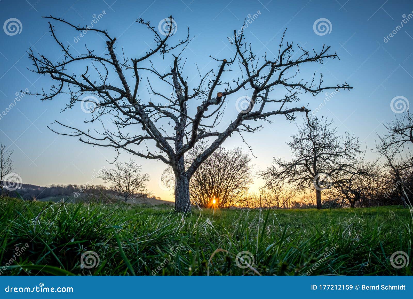 Fruit Tree in Sunrise with Sunbeams Stock Image - Image of landscape ...
