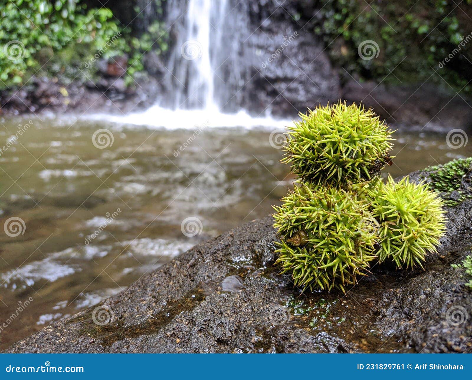 Fruit Tree Thorns and Waterfalls Stock Image - Image of garden, river ...