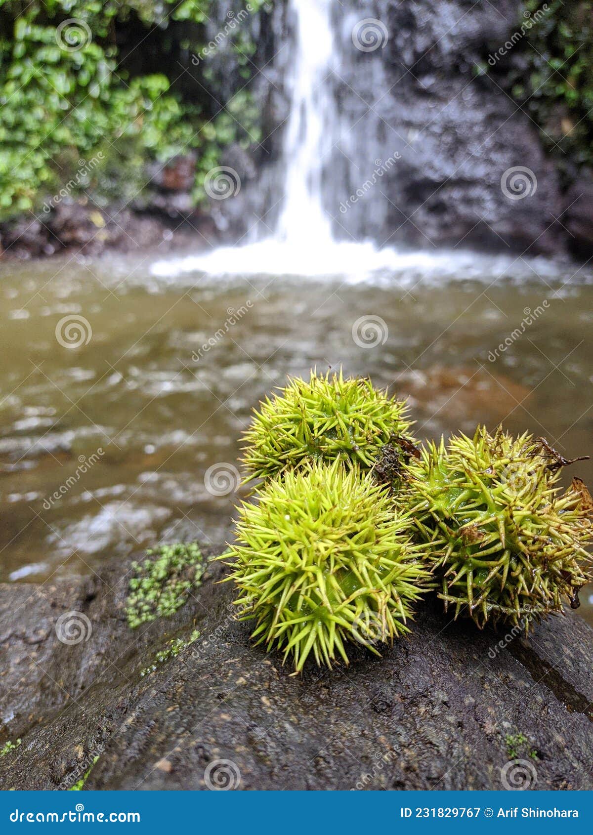 Fruit Tree Thorns and Waterfalls Stock Image - Image of flower, tree ...