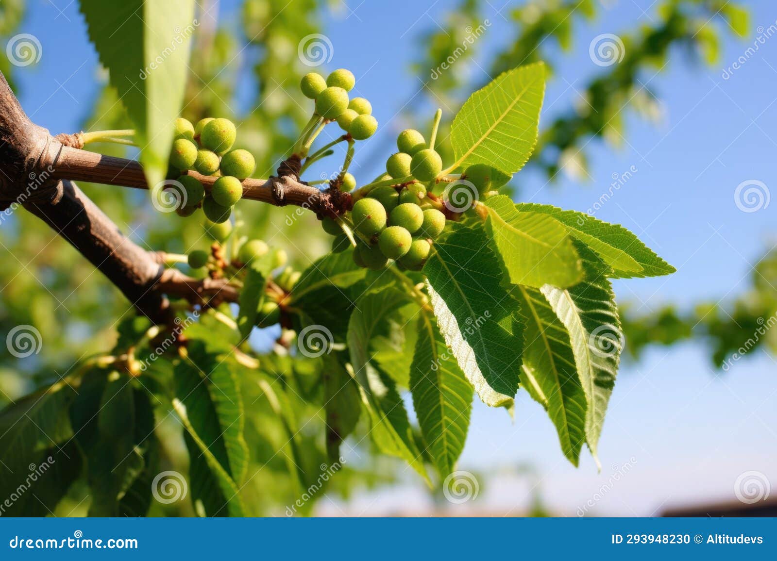 Fruit Tree Transitioning from Flowering To Bearing Fruit Stock Photo ...