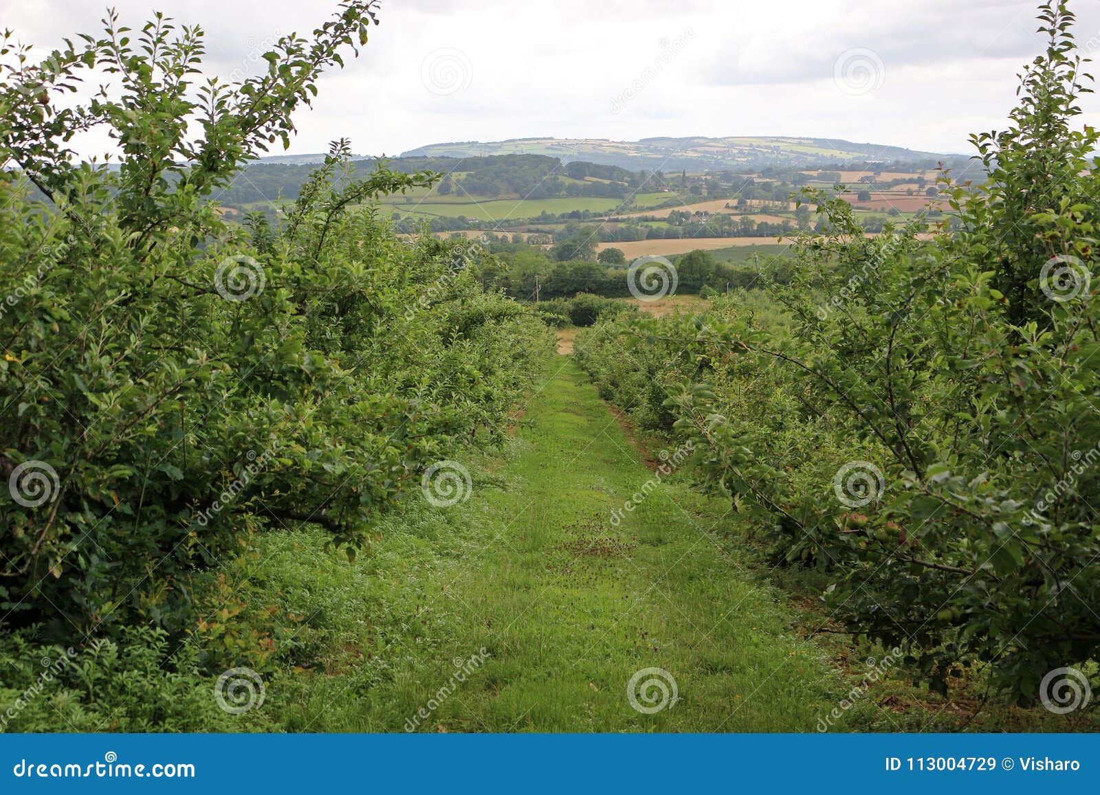 Apple Orchard in England stock image. Image of nature - 113004729