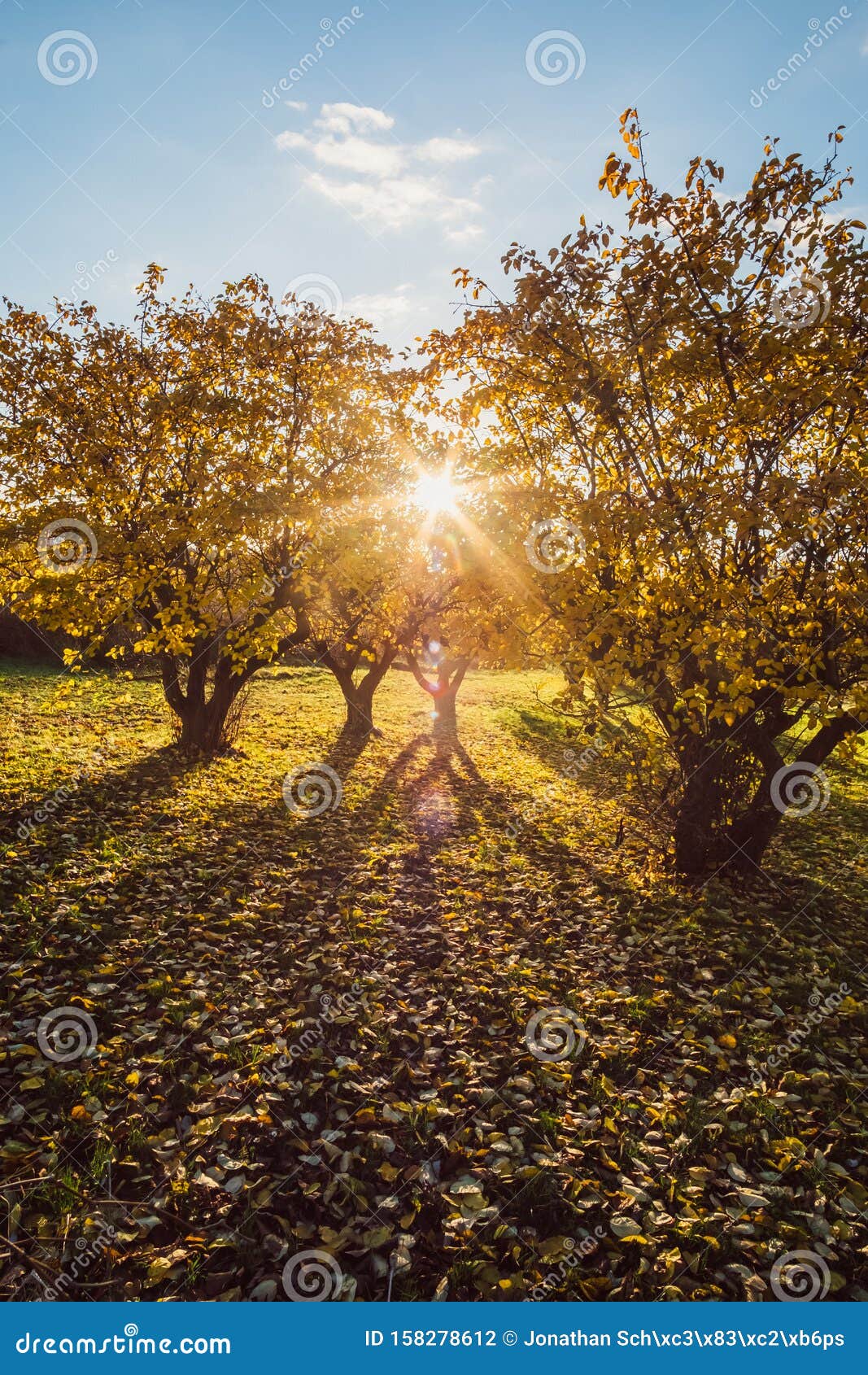 Fruit Trees on a Meadow in Back-light Sunset Stock Photo - Image of ...