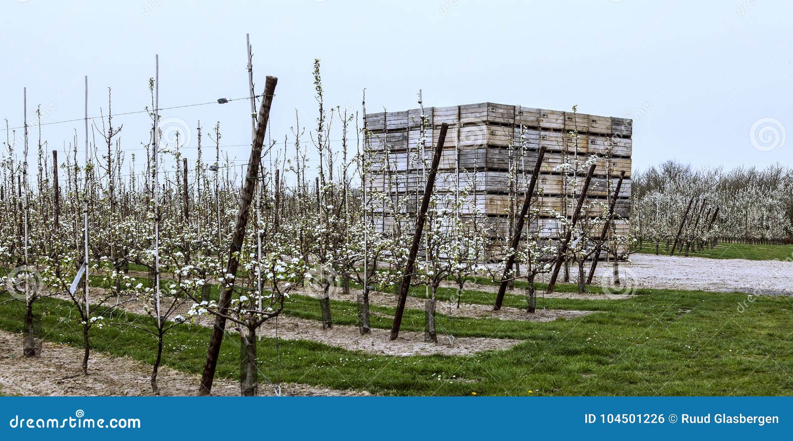 Flowering Fruit Trees in Spring in the Commercial Orchard Editorial ...