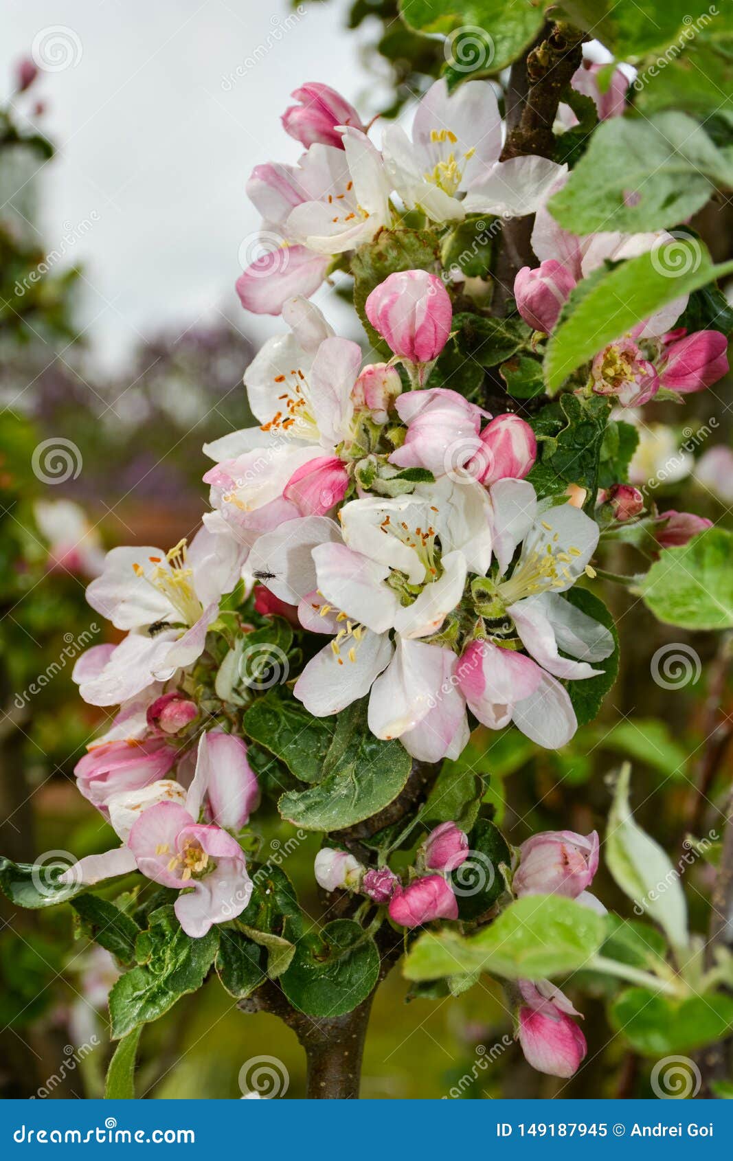 Beautiful Flowers of Apple Tree Opened Under the Sun Stock Image ...