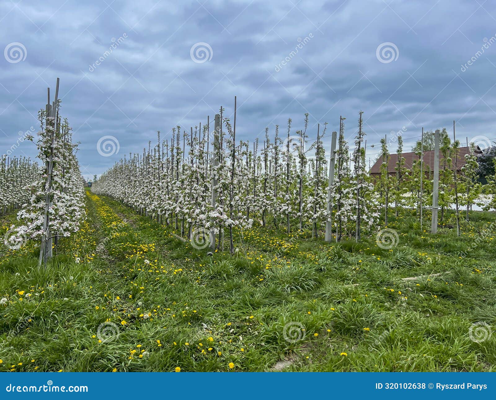 Fruit Trees Blooming Beautifully in Orchards in Spring Stock Photo ...