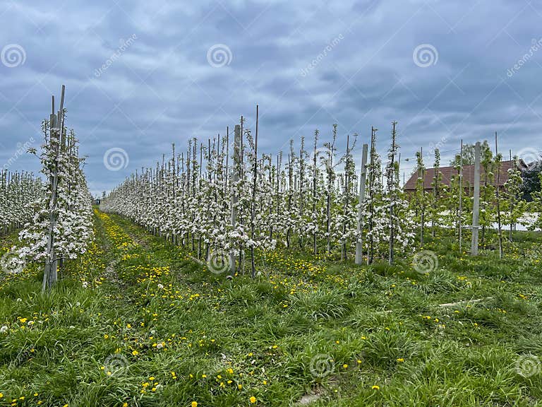 Fruit Trees Blooming Beautifully in Orchards in Spring Stock Photo ...