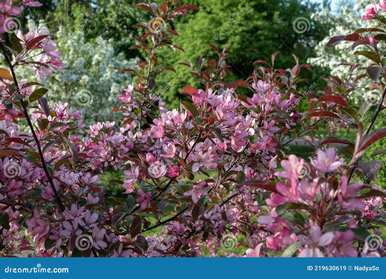 Fruit Trees Blossom in Spring Garden, Orchard in Bloom Stock Image ...