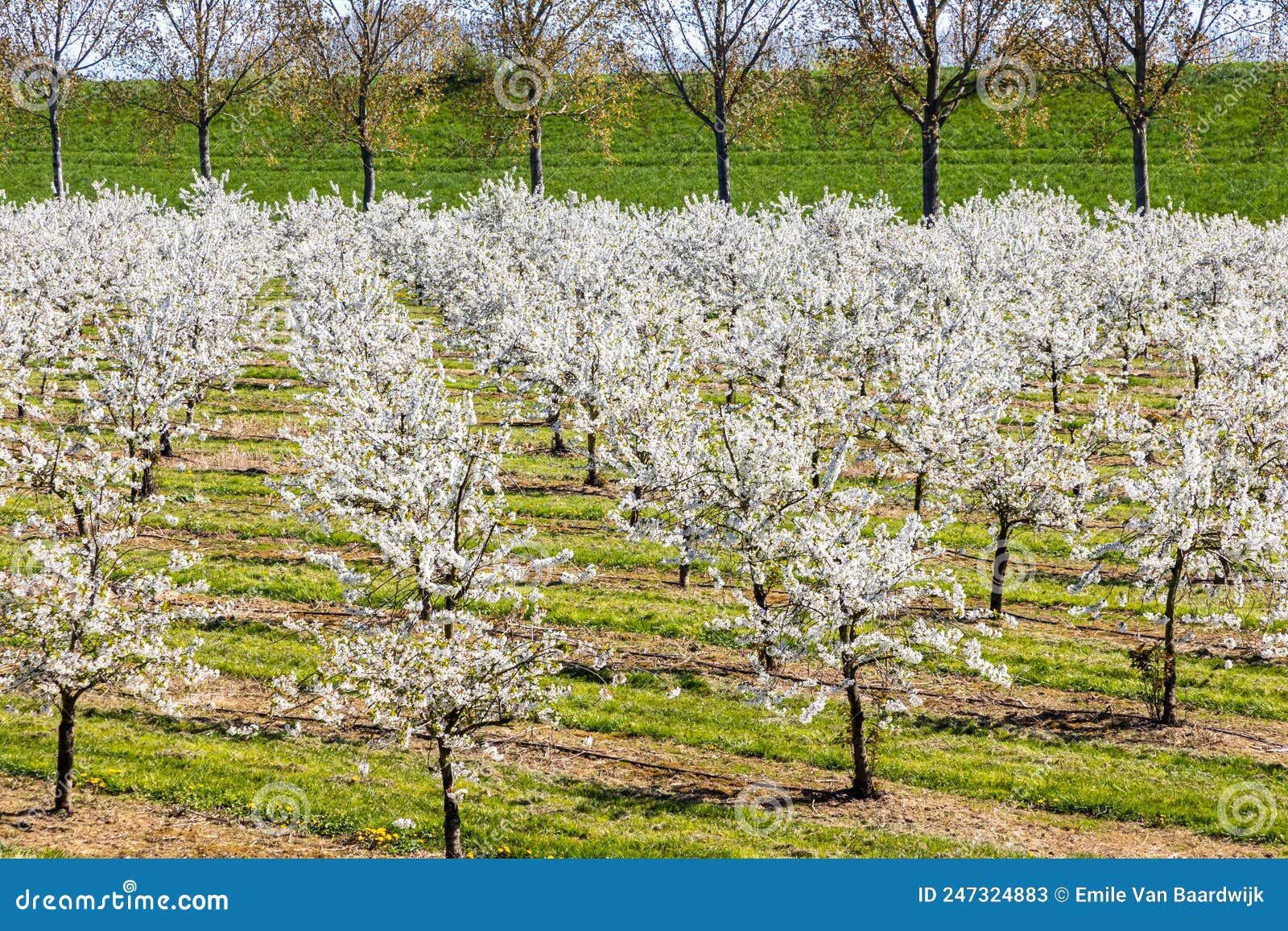 Fruit Trees Covered with White Flowers on a Farm, Trees with Sparse ...
