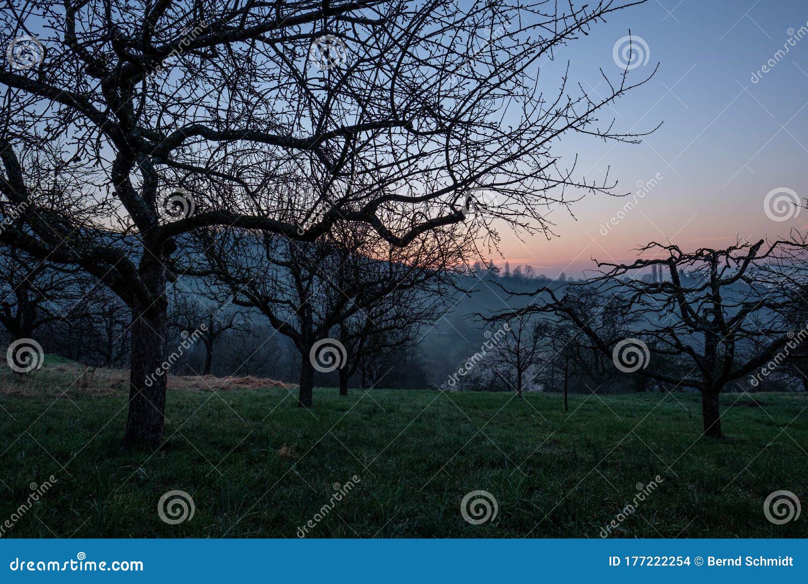 Fruit Trees in Dawn of Springtime Stock Photo - Image of sunset ...