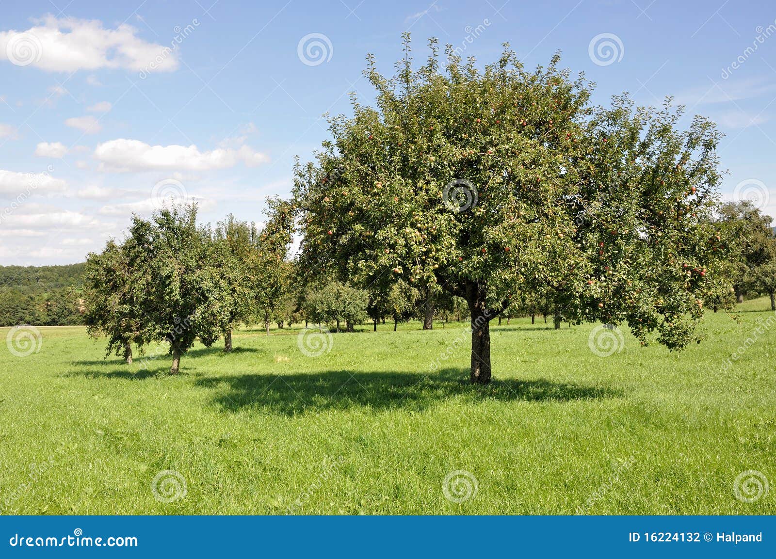 Fruit Trees in Field #1, Baden Stock Photo - Image of plants, meadows ...