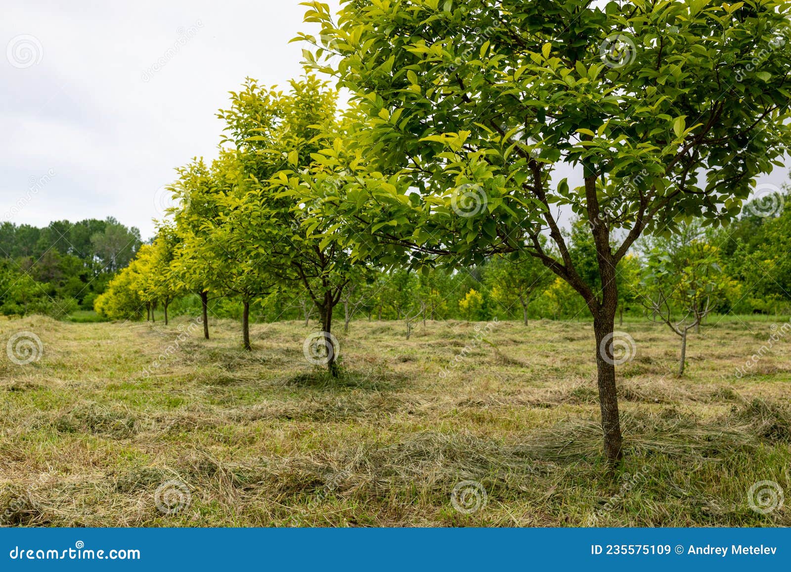 Fruit Trees with Fresh Foliage Grow in a Row Stock Image - Image of ...