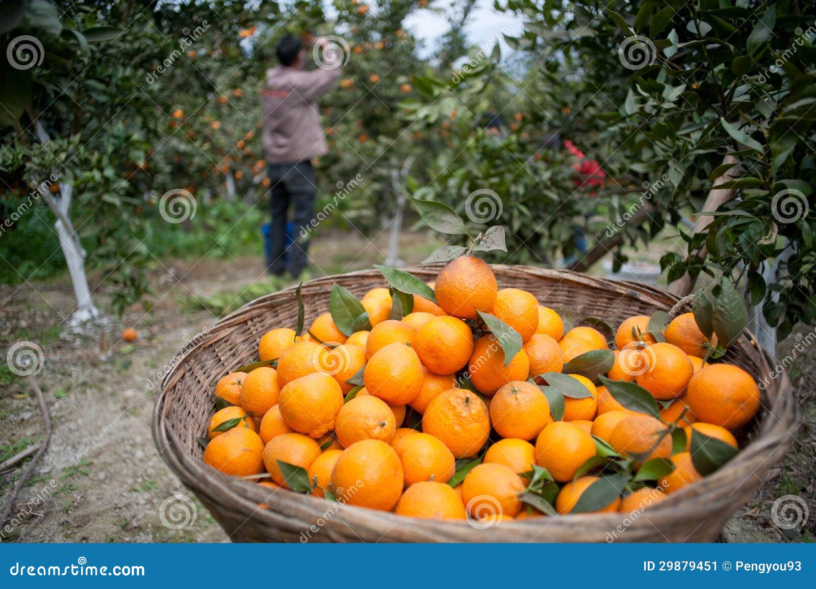 Dry Fruit Trees Without Leaves In Autumn Stock Photo | CartoonDealer ...