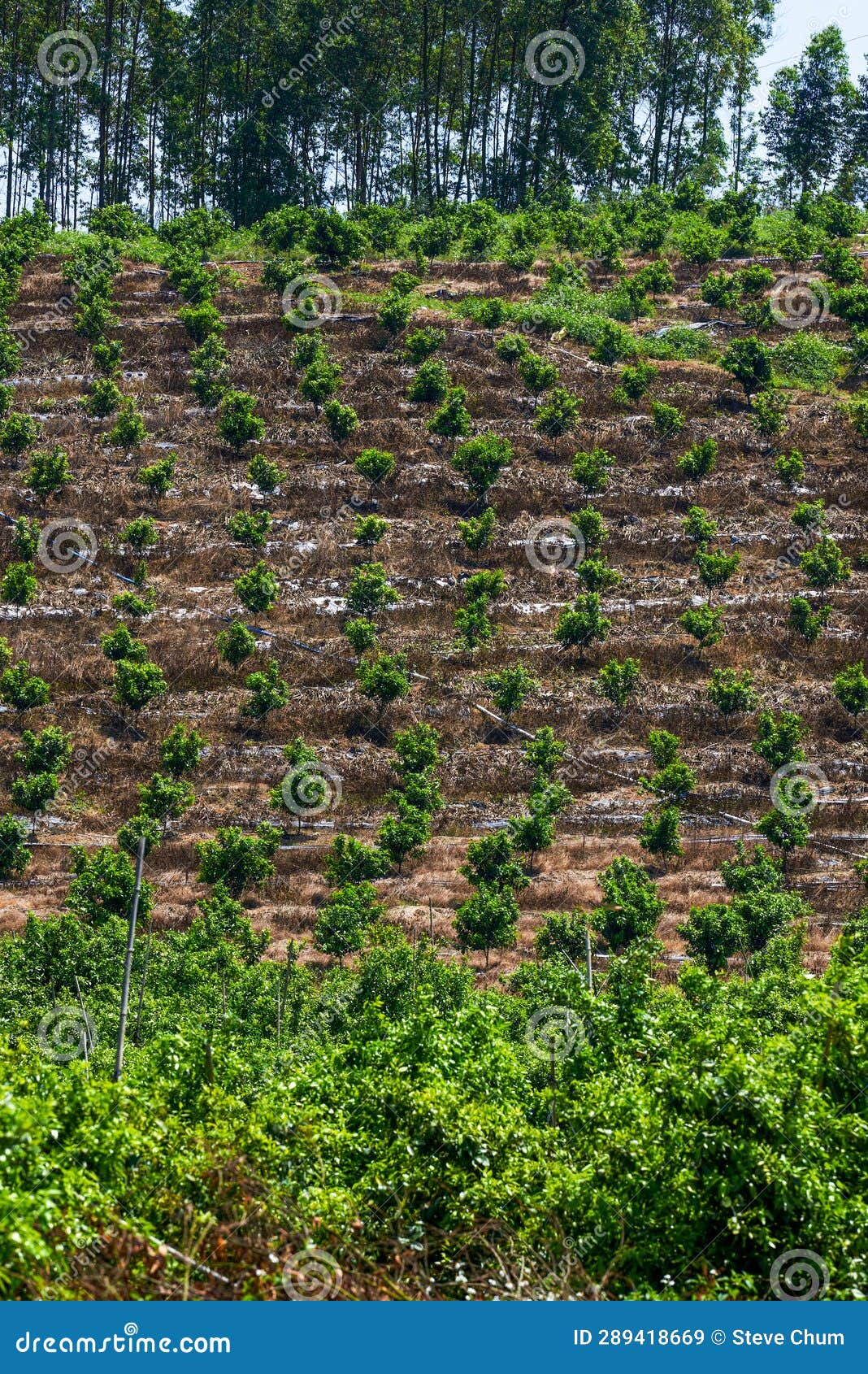 Fruit Trees Grown in the Orchard of the Farm Outdoors Stock Image ...