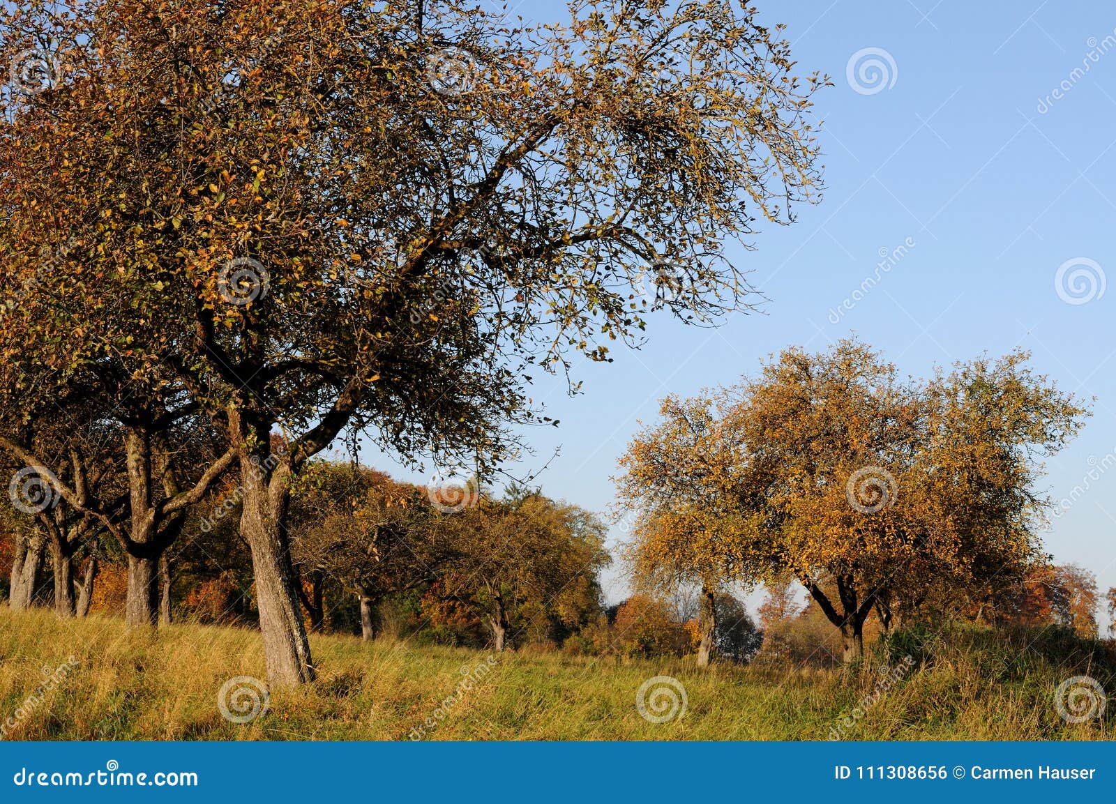 Orchard in autumn stock photo. Image of orchard, sunny - 111308656
