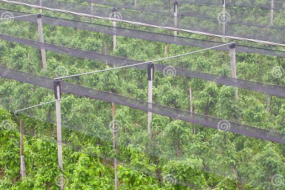 Fruit trees netting system stock image. Image of smart - 62920865