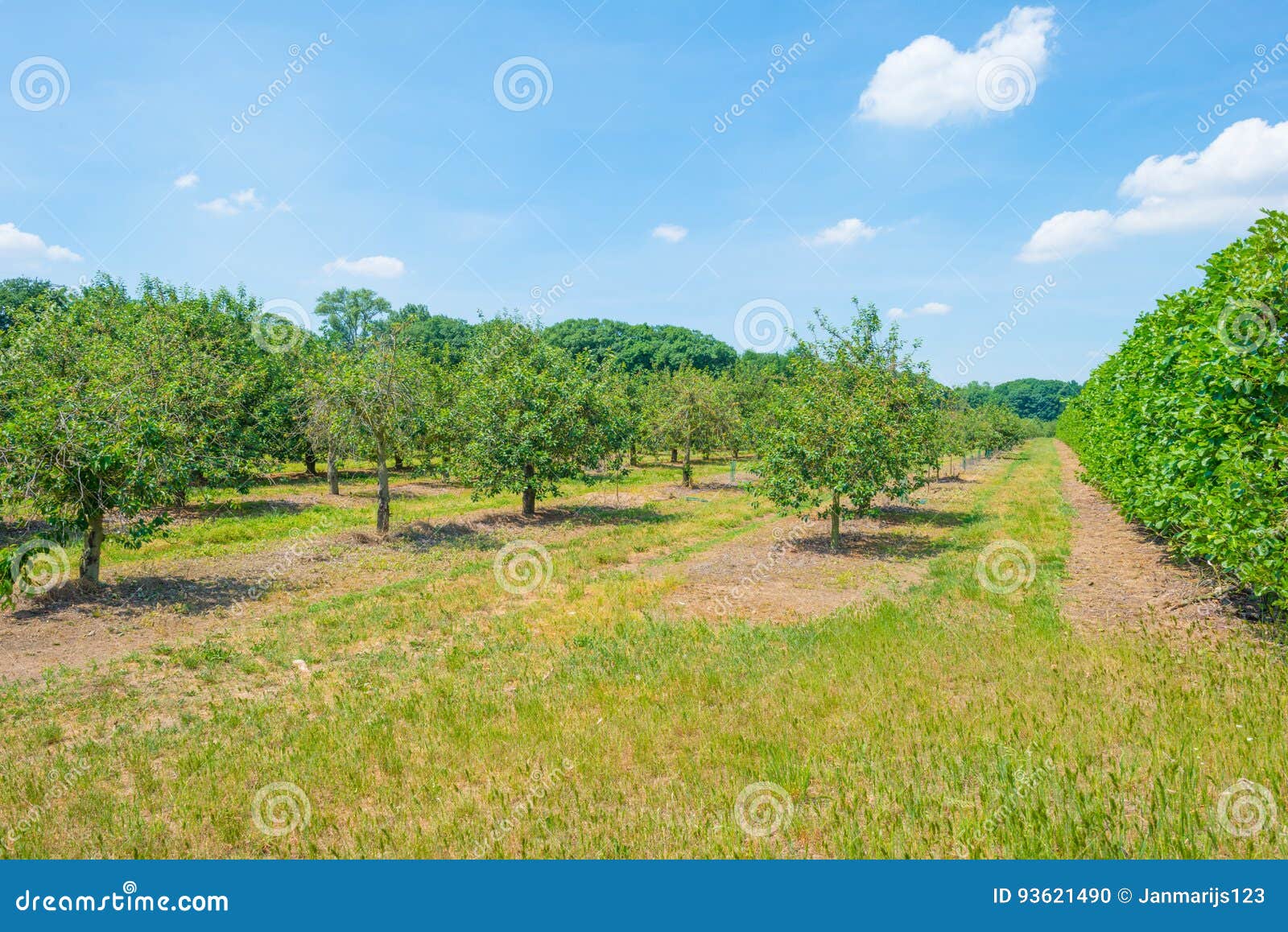 Fruit Trees in an Orchard in Spring Stock Photo - Image of agriculture ...